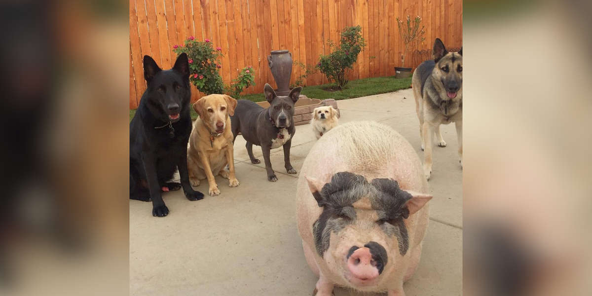 Pig Rules Over His Pack Of Dogs - Videos - The Dodo