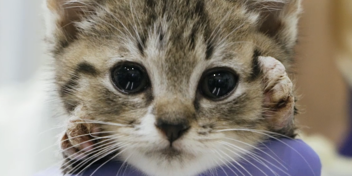 Kitten Born With Wobbly Legs And Six Toes - Videos - The Dodo