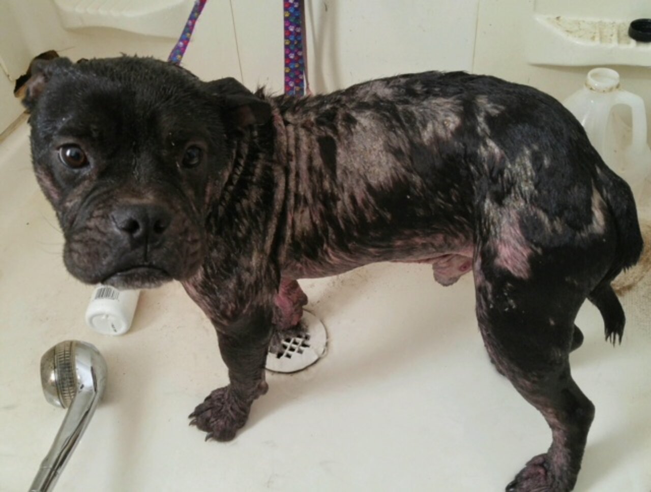 Pit Bull Ate Rocks To Survive California Desert - The Dodo