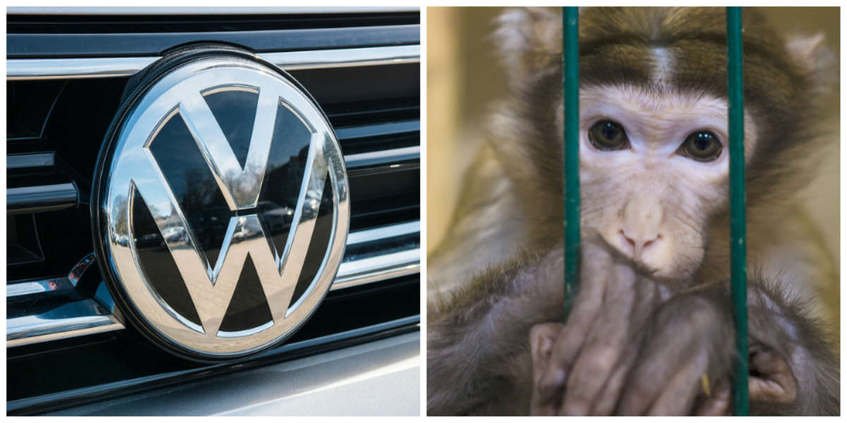 Volkswagen Funded Secret Emissions Experiment Using Monkeys - The Dodo