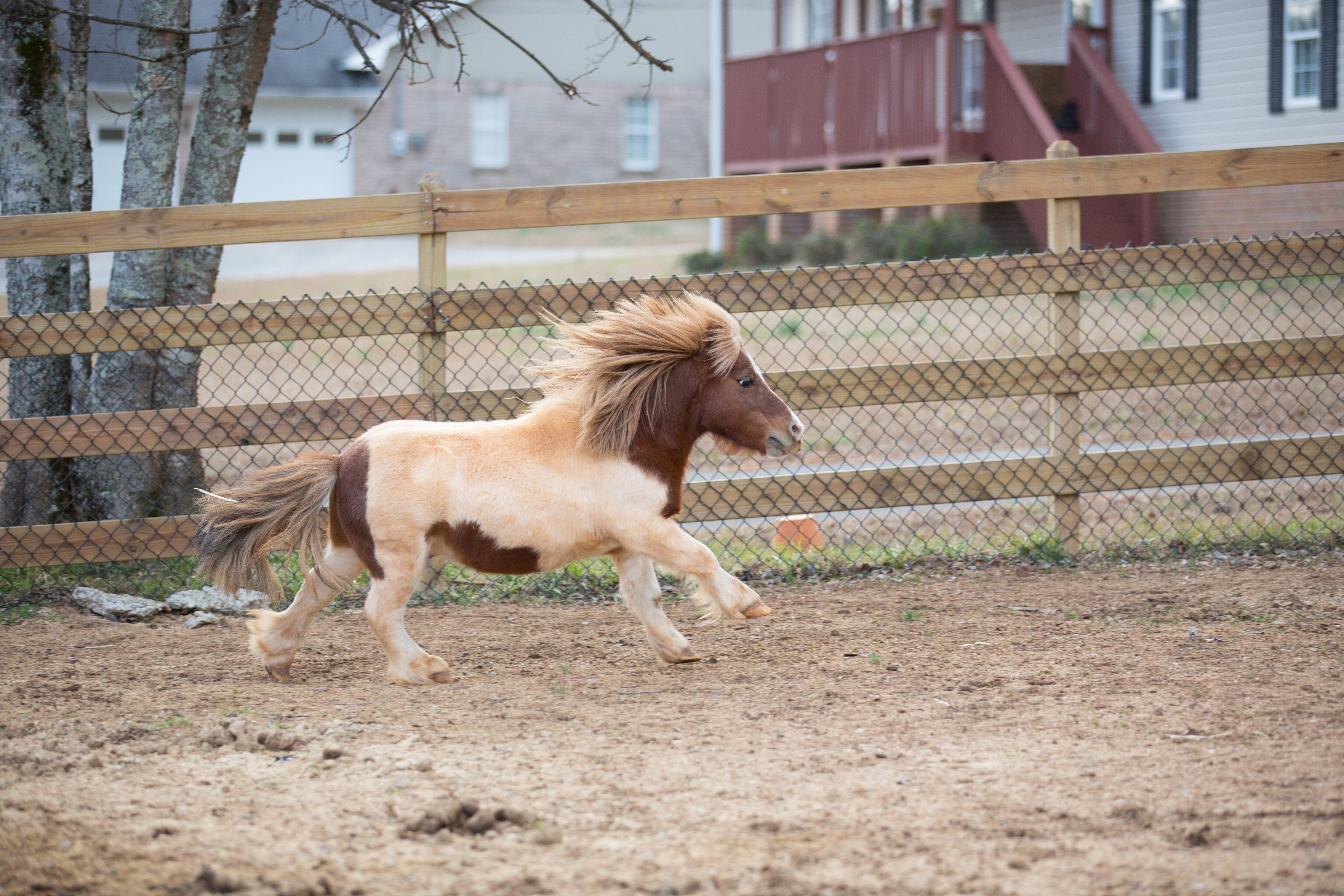 Mini Horses Running