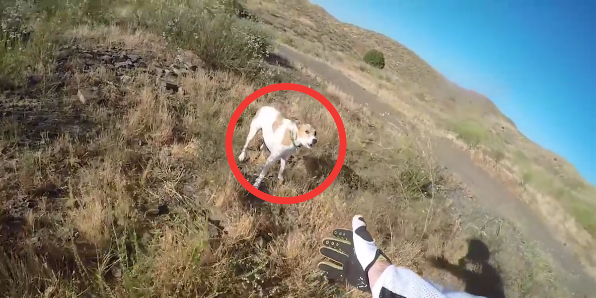 Three Incredible Animal Rescues - Videos - The Dodo