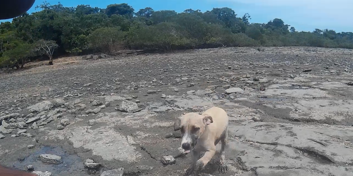 Couple Rescue Puppy On Deserted Island - Videos - The Dodo