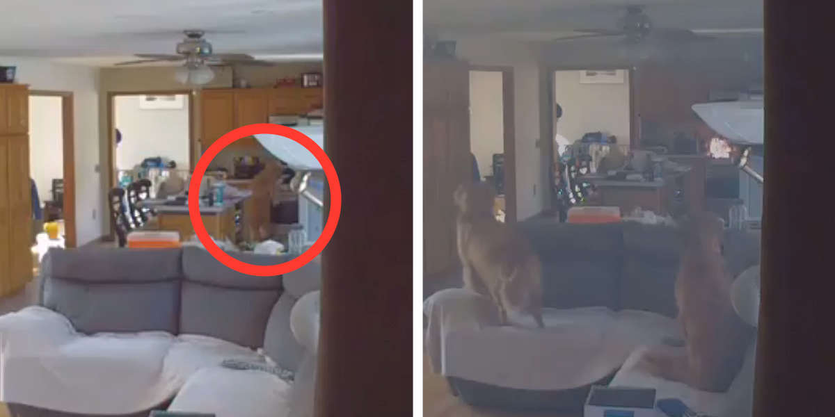 Dog Accidentally Sparks Fire After Stealing Pancakes From Stove - The Dodo