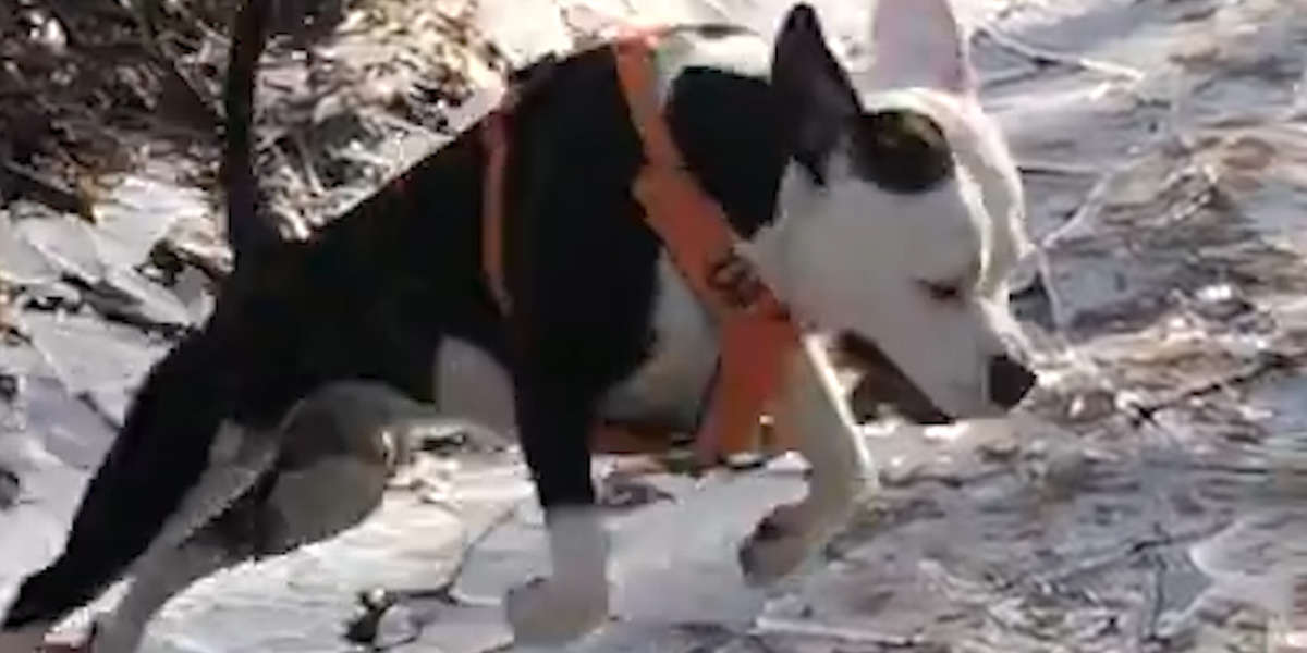 This Dog Is Completely Obsessed With Walking On Ice - Videos - The Dodo