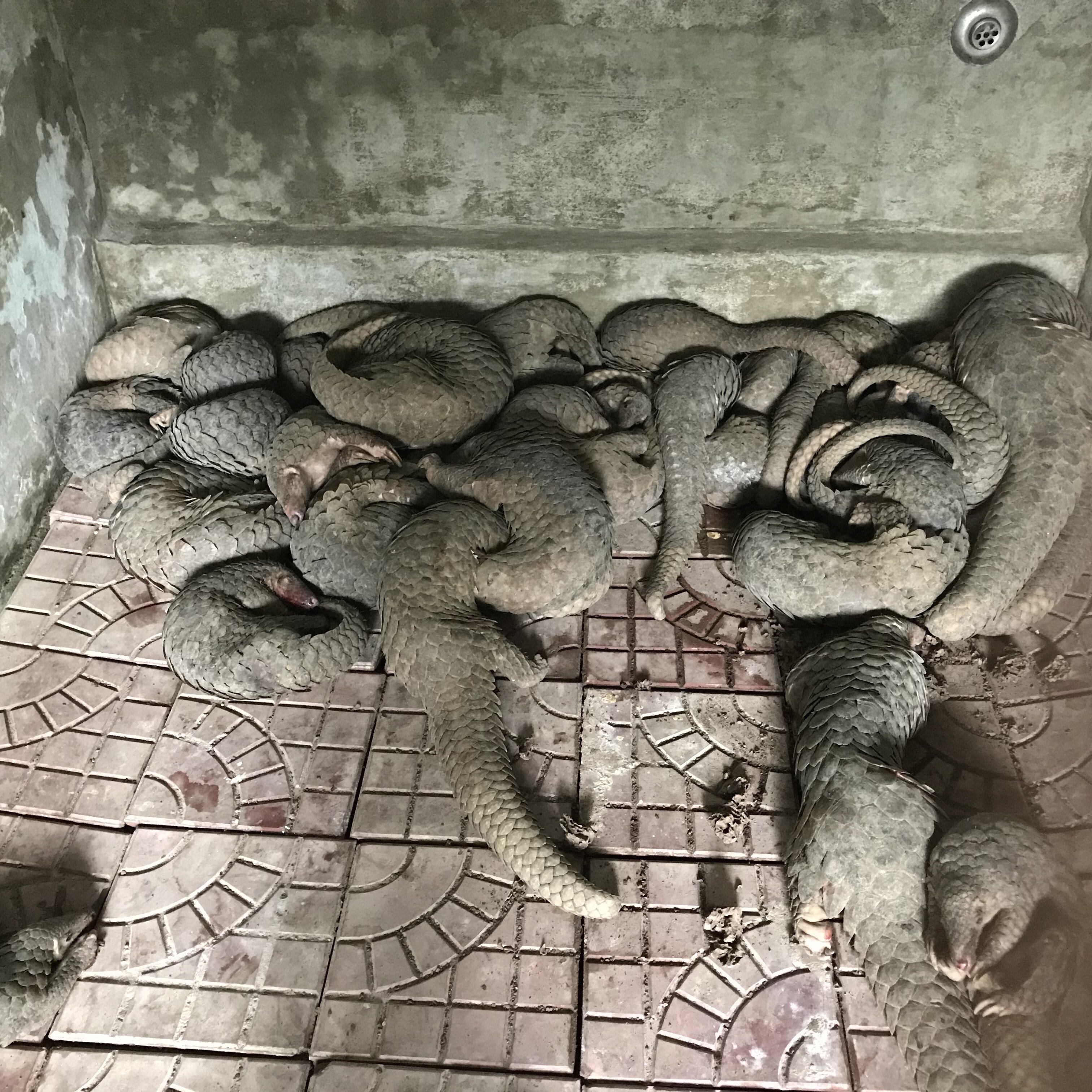 Rescuers Rush To Save Pangolins Seized From Traffickers In Vietnam ...