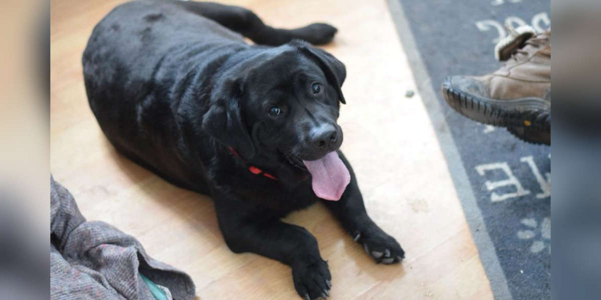 Labrador With Dwarfism Has No Idea He’s Different - The Dodo