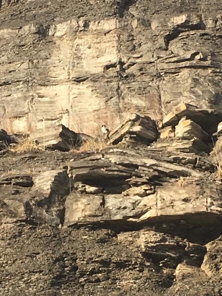 Rescuers Save Stray Cat Trapped For A Week On 100-Foot Cliff - The Dodo