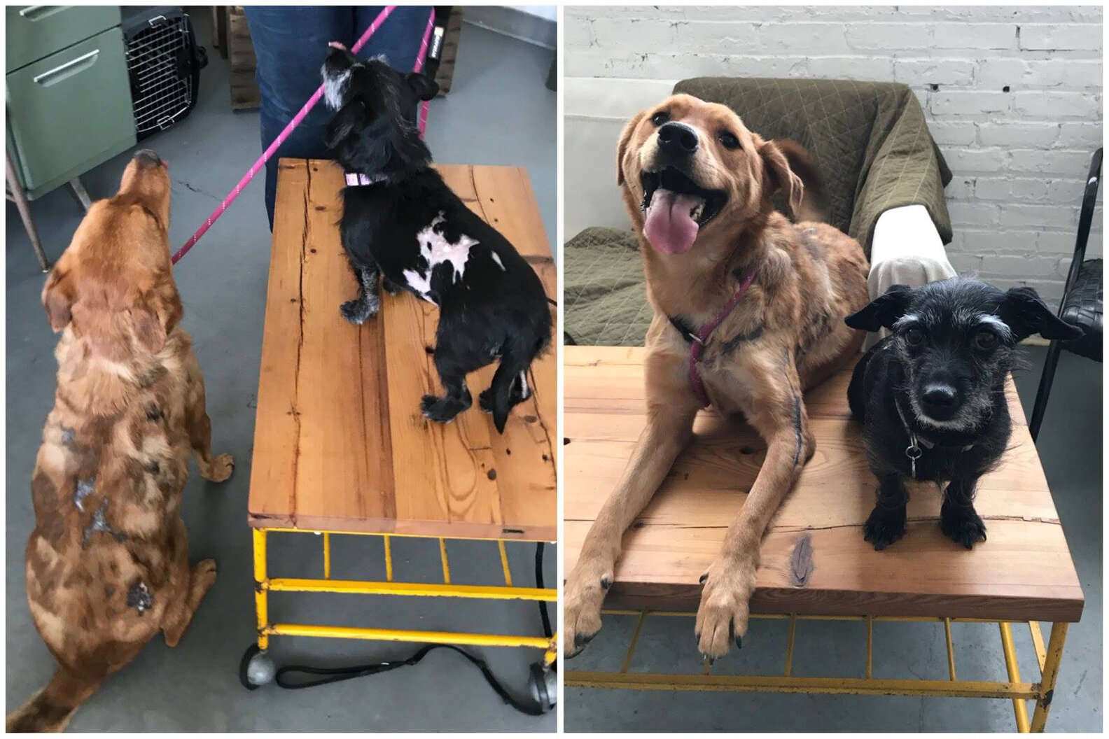 Golden Retriever With Acid Burns Heals With Help From Friends - The Dodo