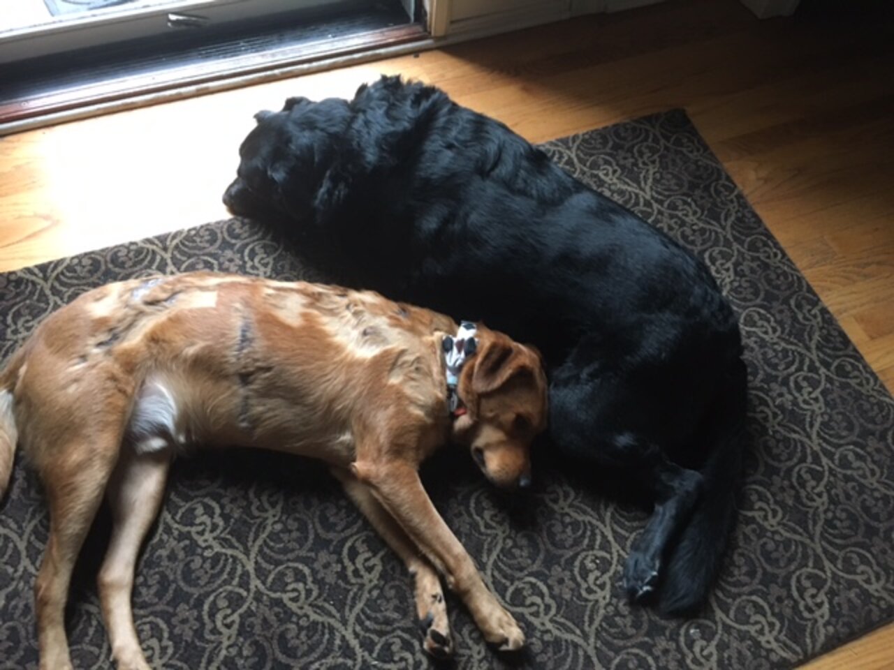Golden Retriever With Acid Burns Heals With Help From Friends - The Dodo