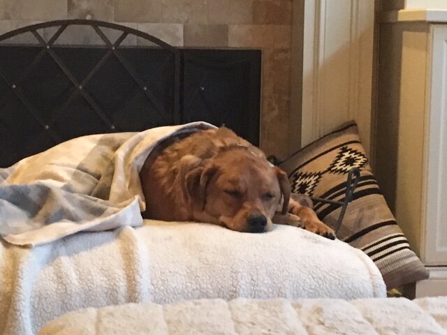 Golden Retriever With Acid Burns Heals With Help From Friends - The Dodo