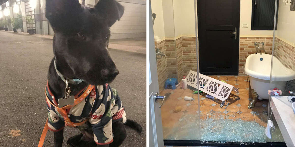 Dog Alerts Owner To Deadly Earthquake Minutes Before It Strikes - The Dodo