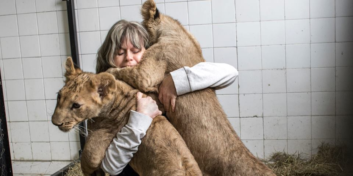 Lion Cubs Pulled From Bulgarian 'Nightmare' Zoo By Rescuer - The Dodo