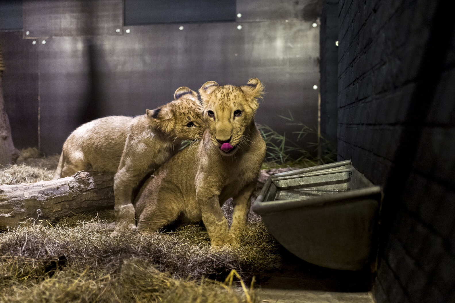Lion Cubs Pulled From Bulgarian 'Nightmare' Zoo By Rescuer - The Dodo