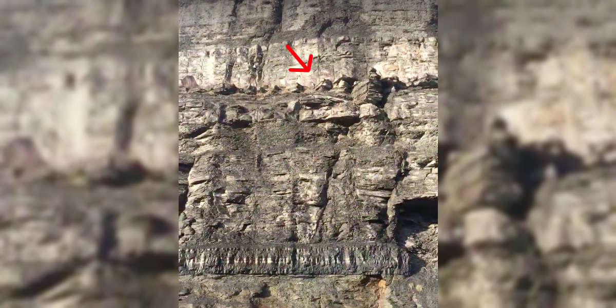 Rescuers Save Stray Cat Trapped For A Week On 100-Foot Cliff - The Dodo