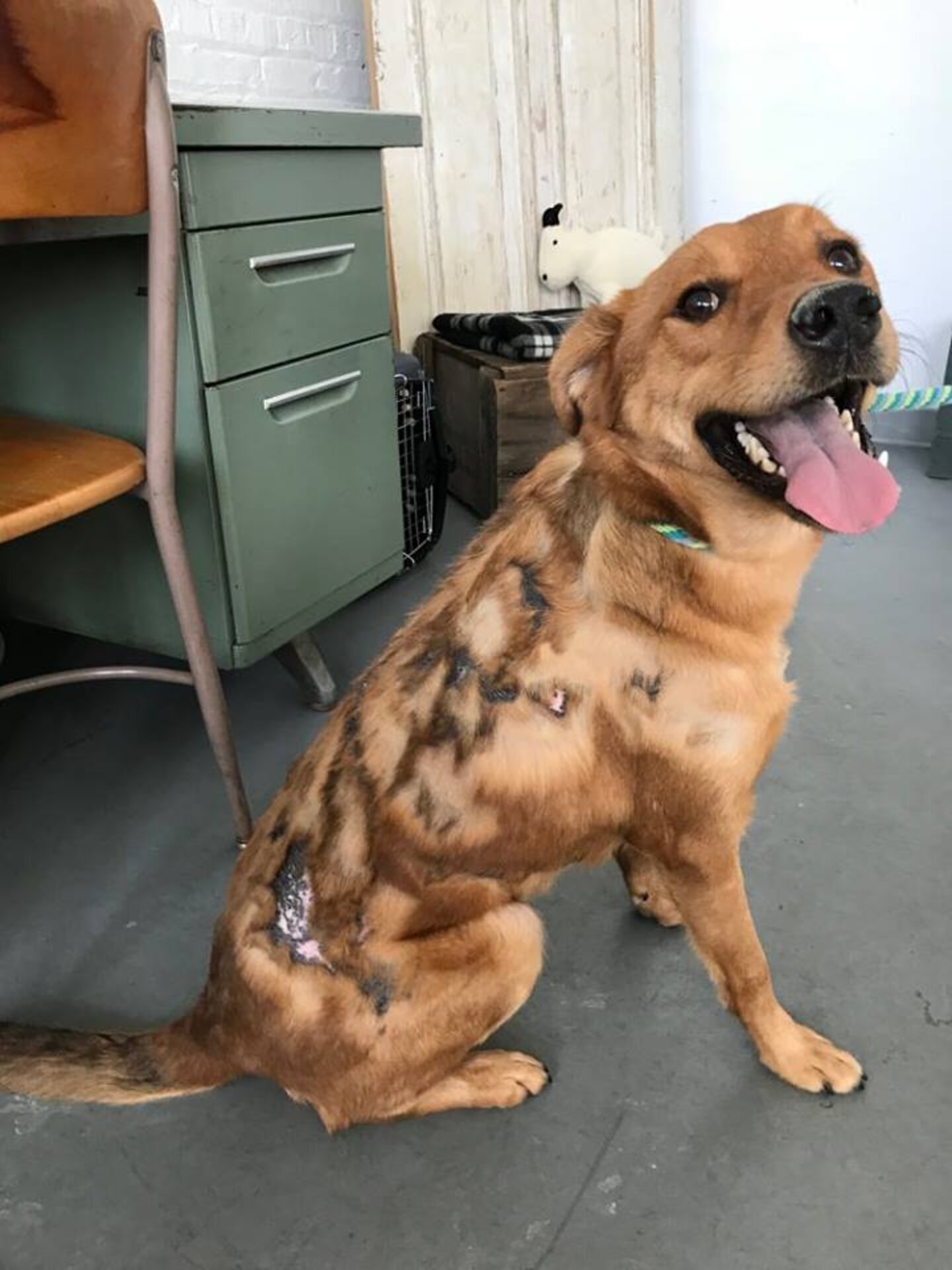 Golden Retriever With Acid Burns Heals With Help From Friends - The Dodo