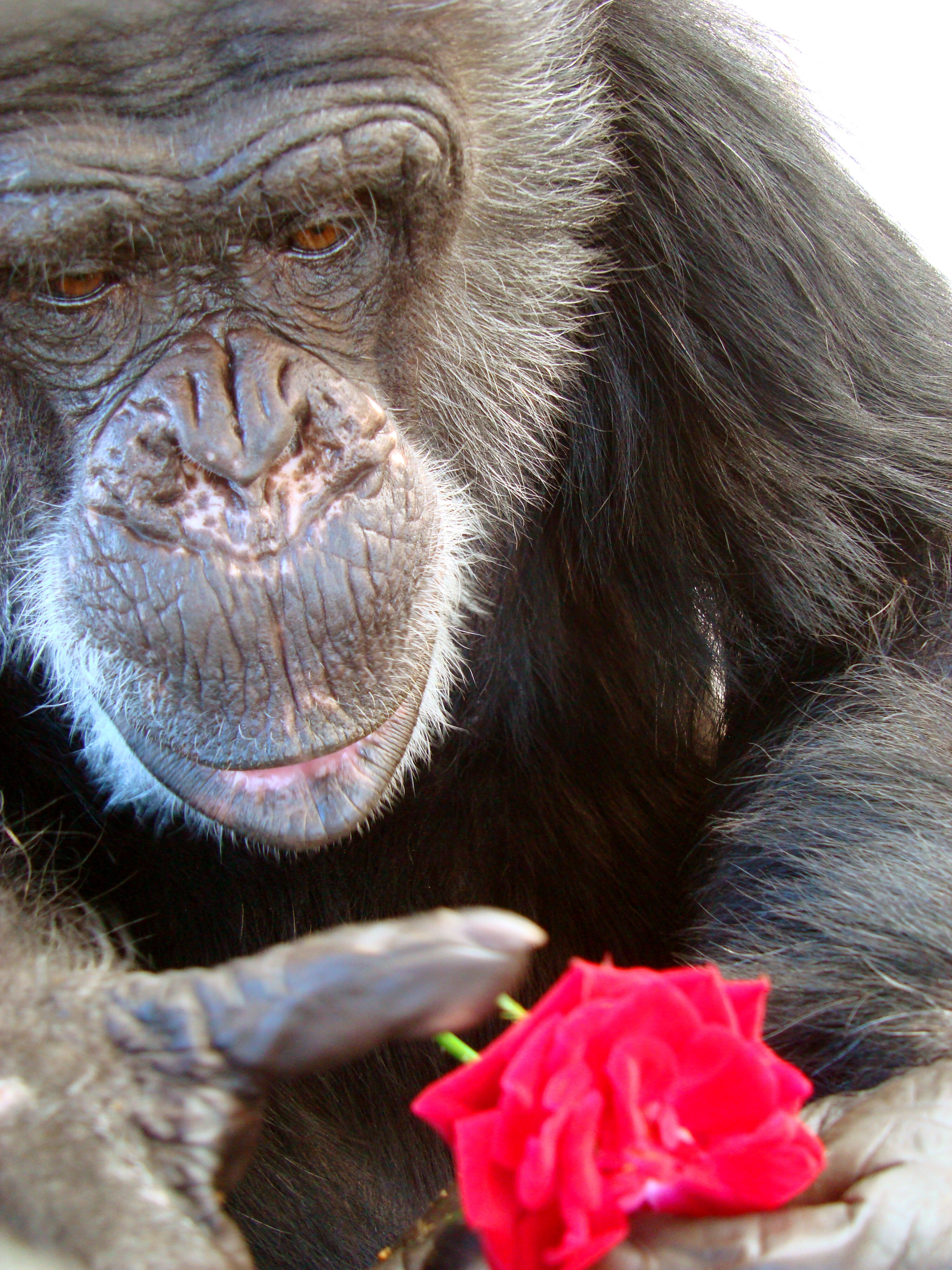 Rescued Lab Chimpanzee Heals Through Learning To Paint - The Dodo