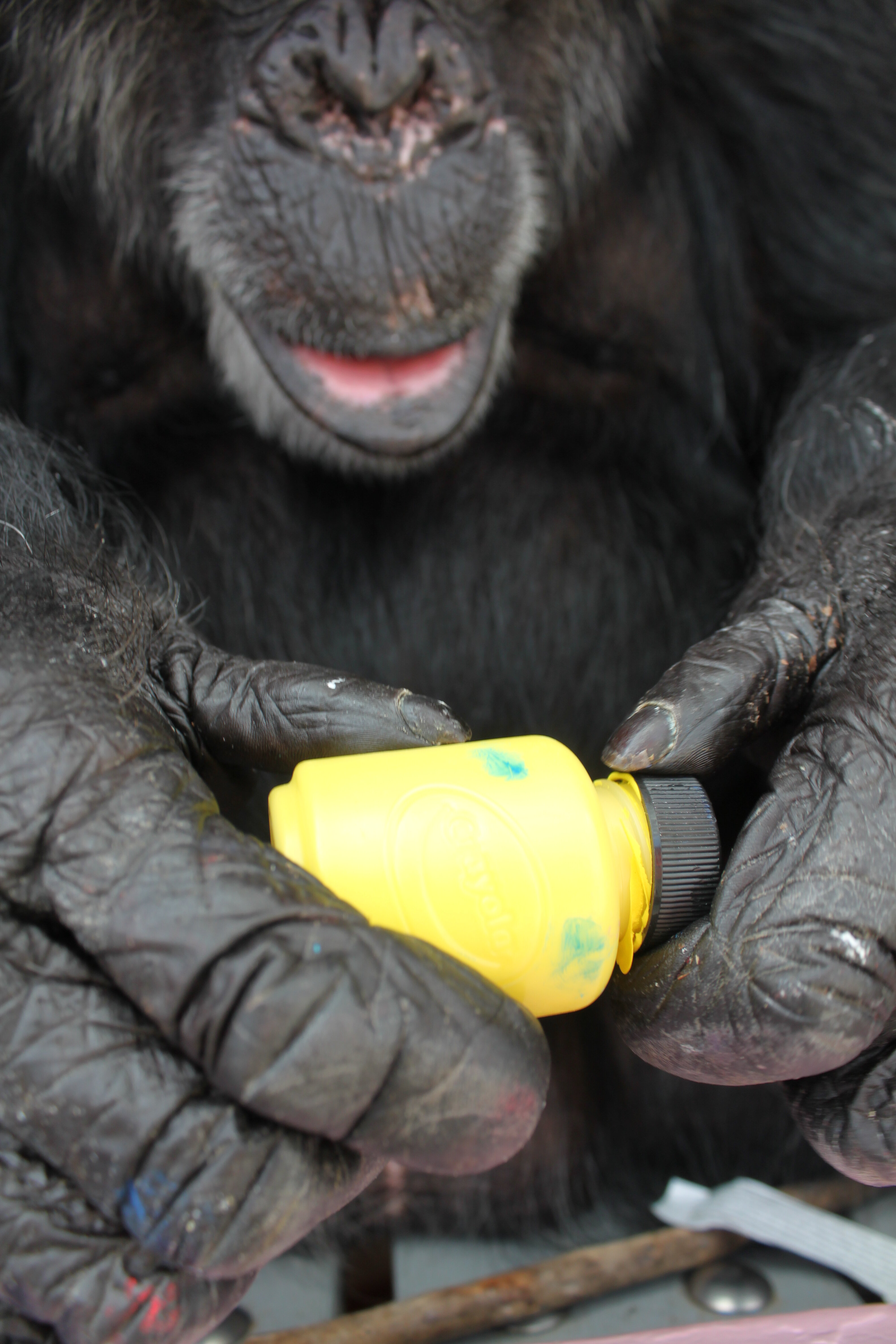 Rescued Lab Chimpanzee Heals Through Learning To Paint - The Dodo