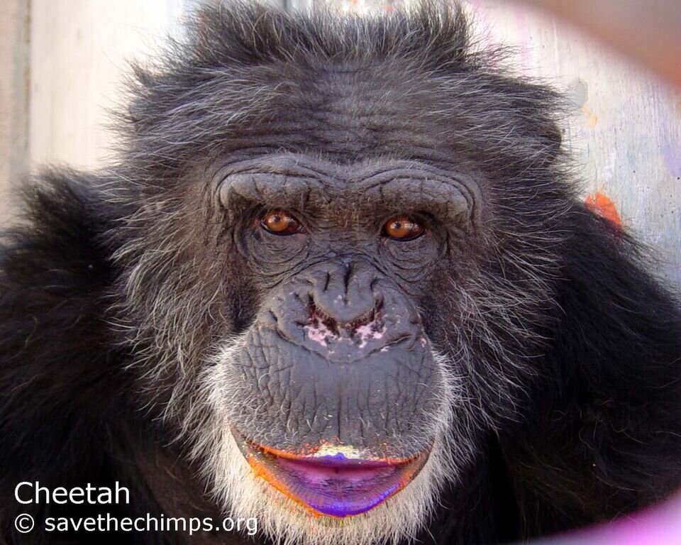 Rescued Lab Chimpanzee Heals Through Learning To Paint - The Dodo