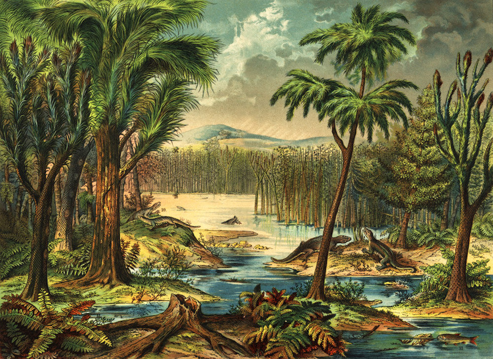Carboniferous Period Timeline