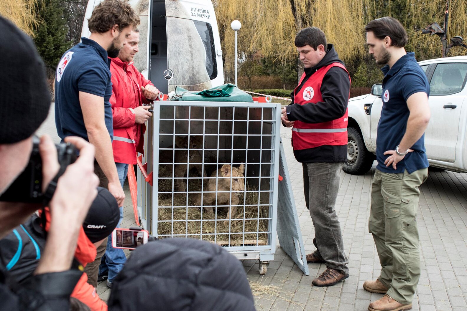 Lion Cubs Pulled From Bulgarian 'Nightmare' Zoo By Rescuer - The Dodo