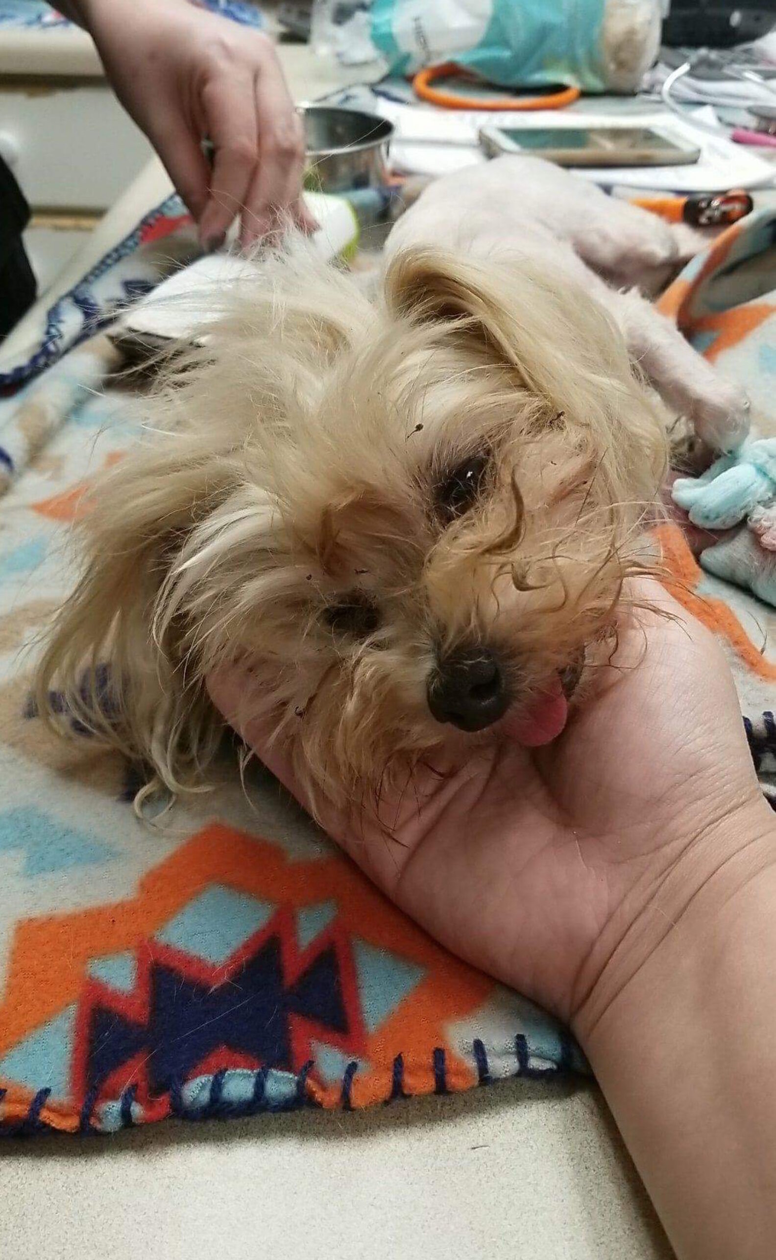 Woman Reunited With Lost Dog 11 Years After He Went Missing - The Dodo