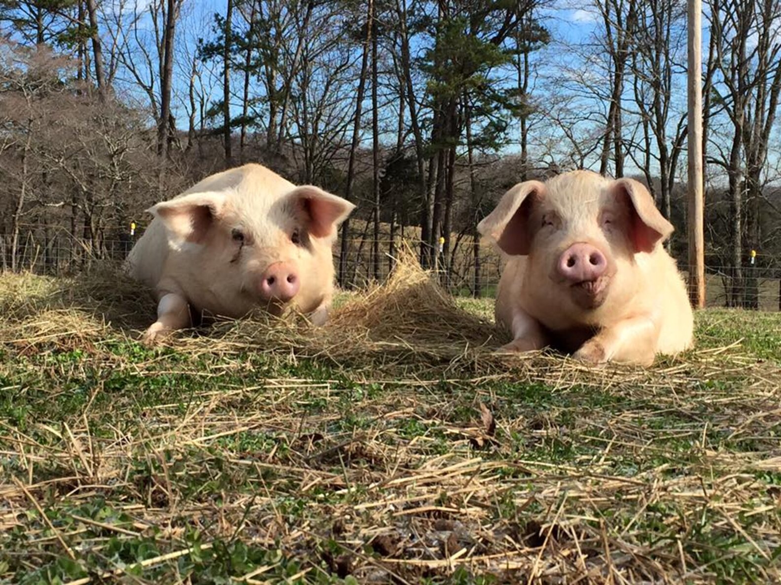 Pig Brings Food To Help His Sick Brother Feel Better - The Dodo