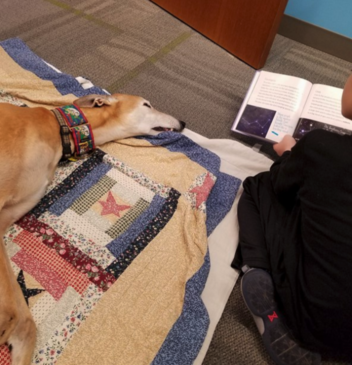Lonely Library Dog Was So Sad When Nobody Came To Read To Him - The Dodo