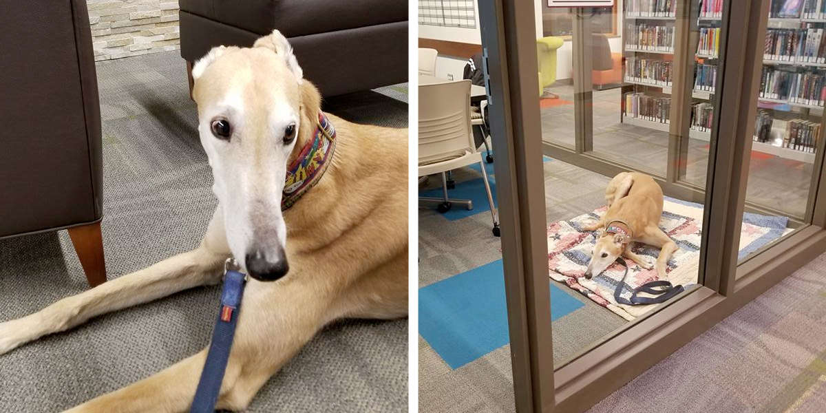Lonely Library Dog Was So Sad When Nobody Came To Read To Him - The Dodo