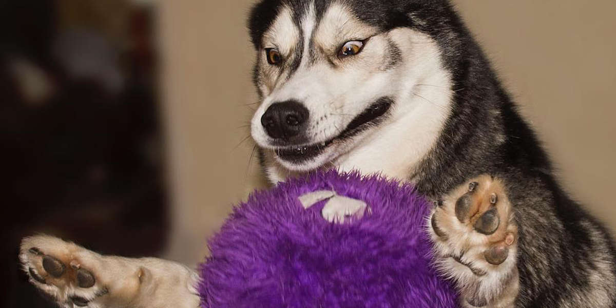 Quirky Husky Loves To Do Flips - Videos - The Dodo
