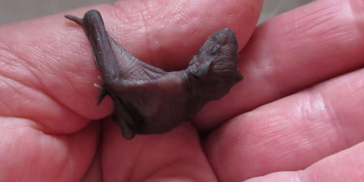 This Bat Is So Tiny and Adorable - Videos - The Dodo