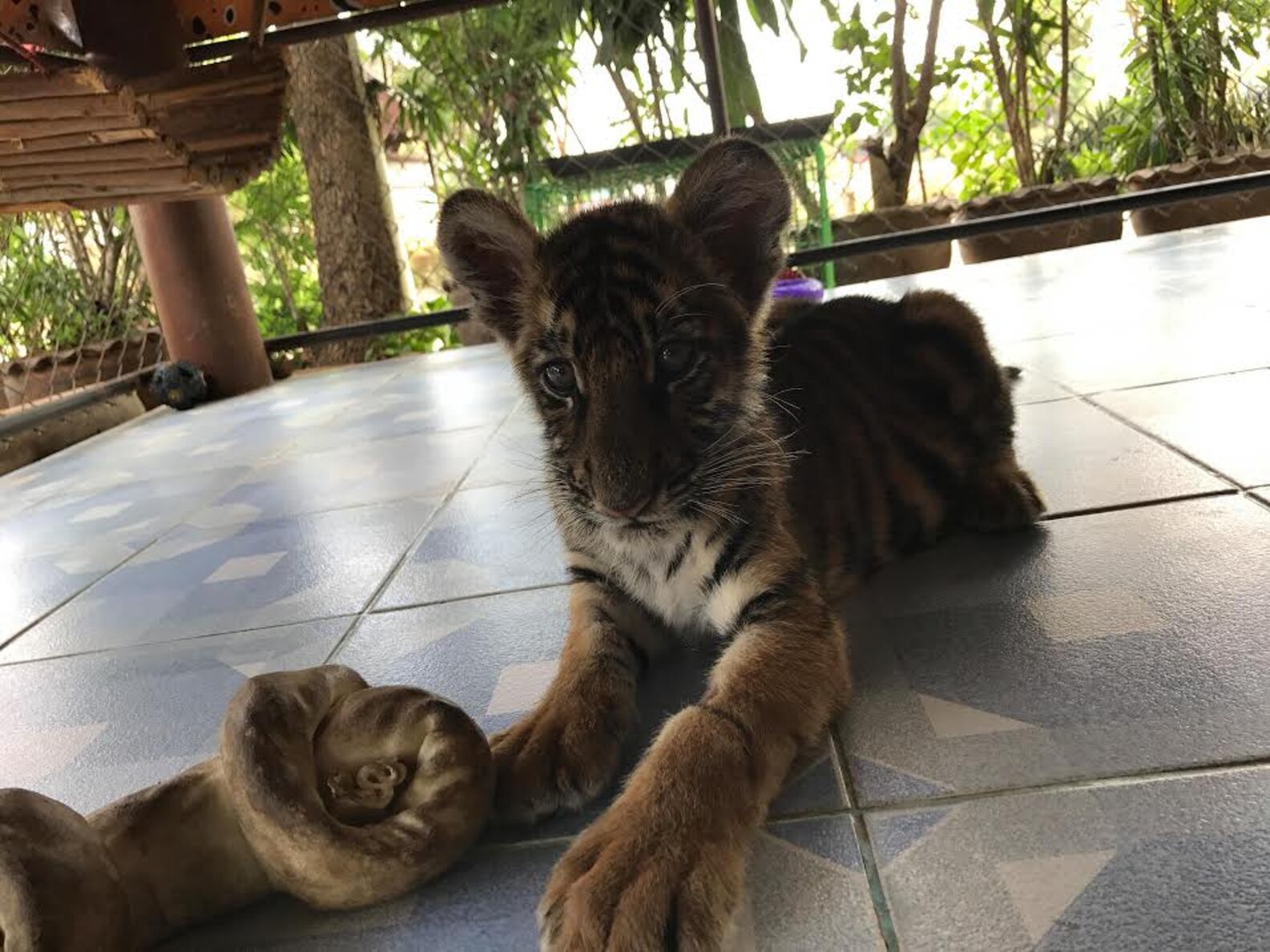 Thailand Zoo Declaws Tigers So Tourists Can Take Selfies With Them ...
