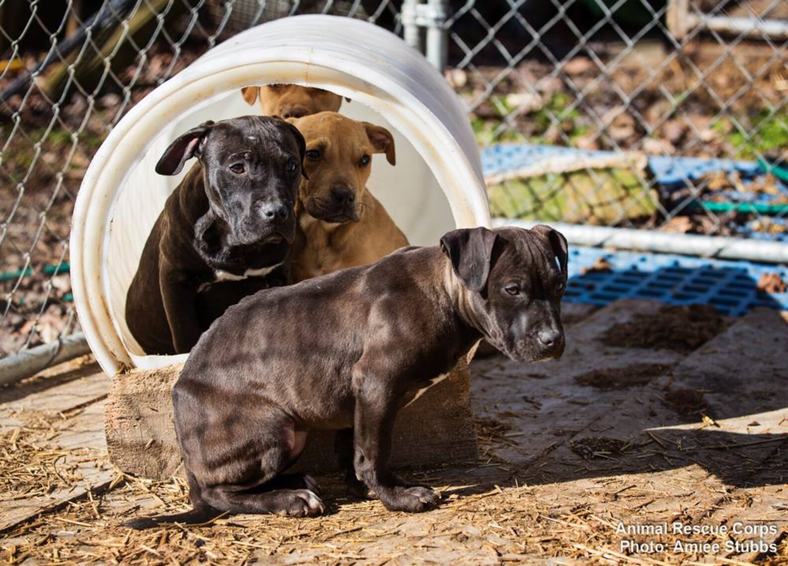 Dogs Rescued From Suspected Dogfighting Ring In Tennessee - The Dodo