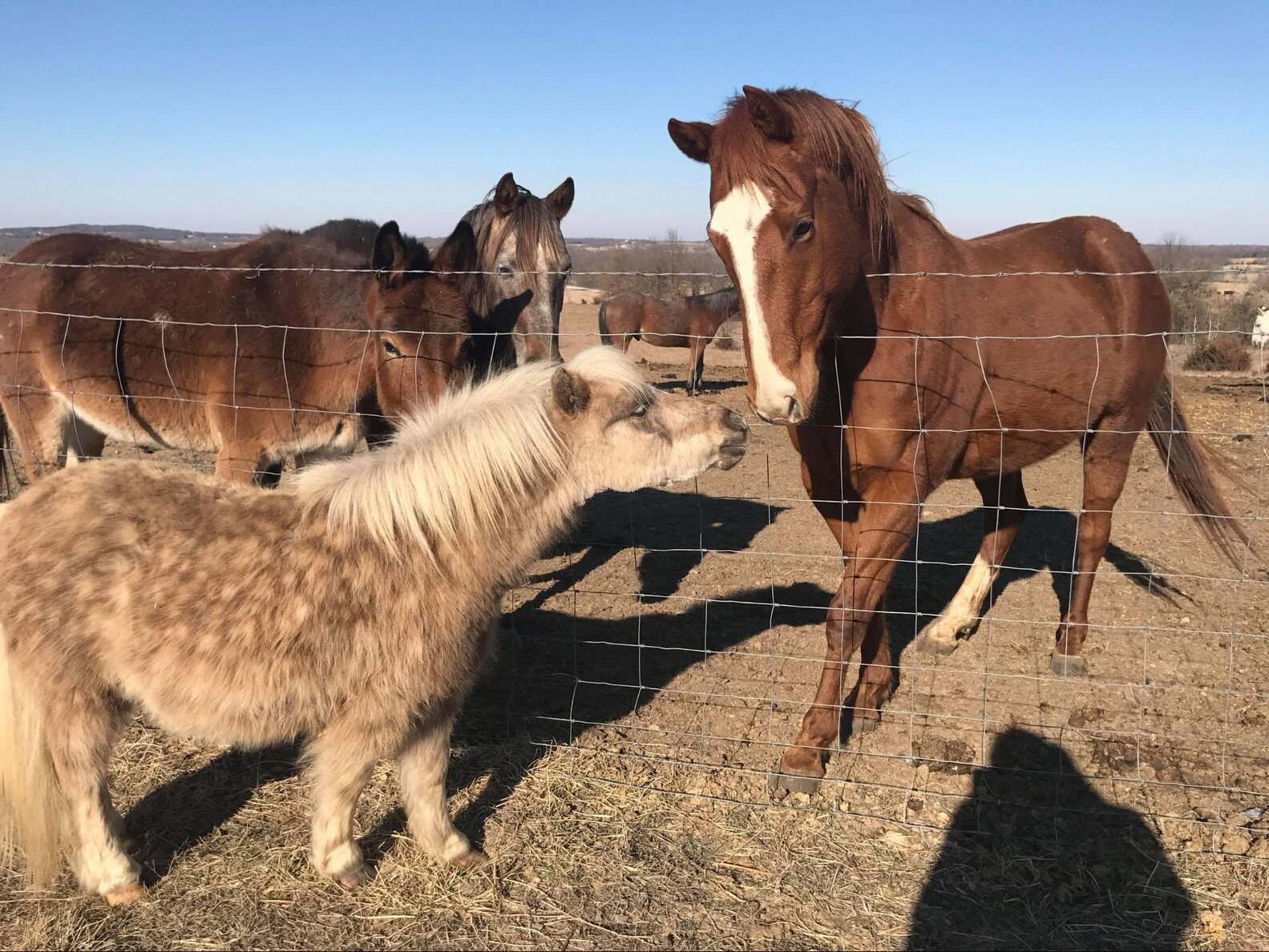 Corgi Caught Riding Neighbor's Miniature Pony At Night - The Dodo