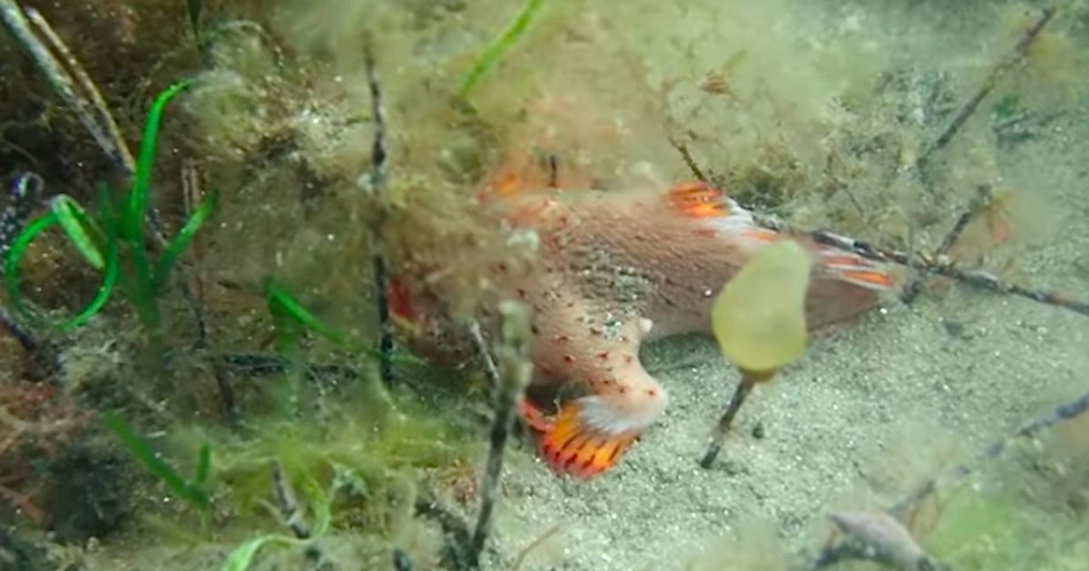 Divers Discover Rare Fish With Hands Off Tasmania Coast - The Dodo