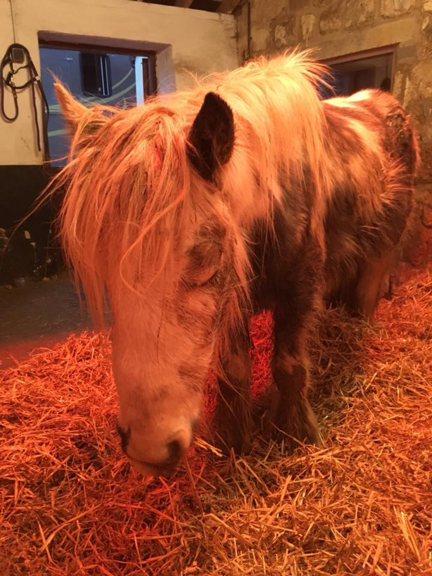 Sick Pony Abandoned On Road Was Looking For Help - The Dodo