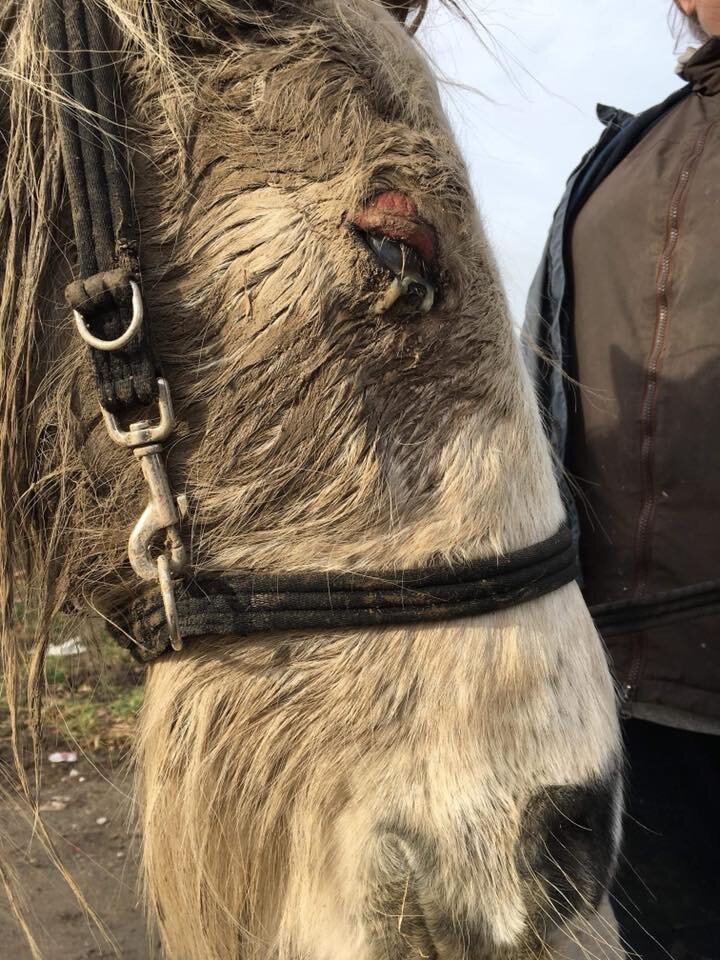 Sick Pony Abandoned On Road Was Looking For Help - The Dodo