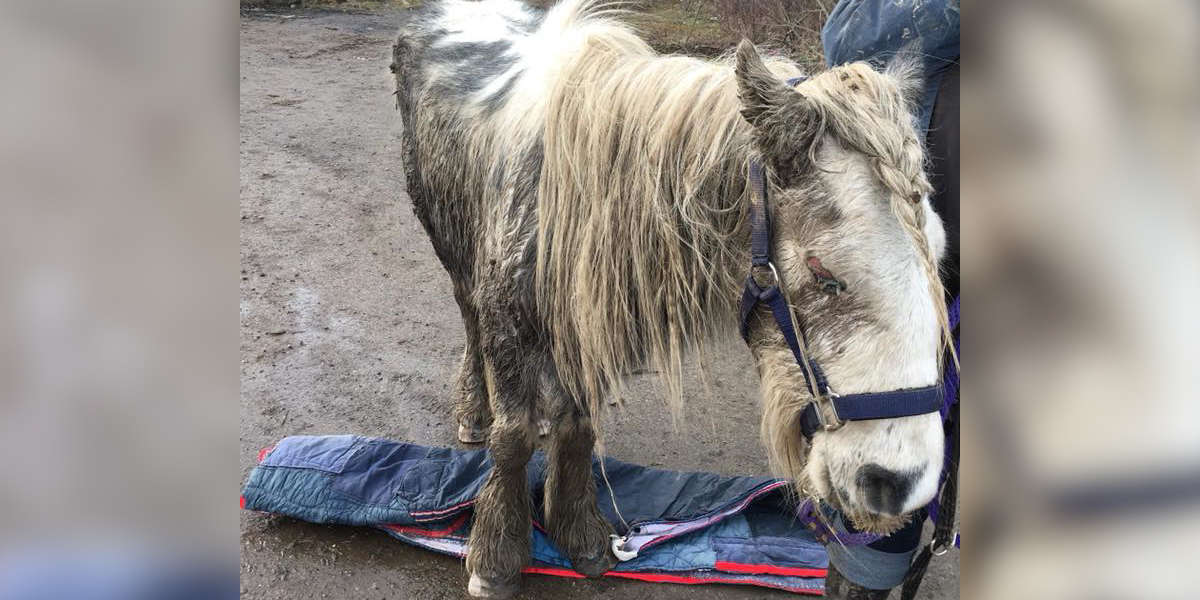 Sick Pony Abandoned On Road Was Looking For Help - The Dodo