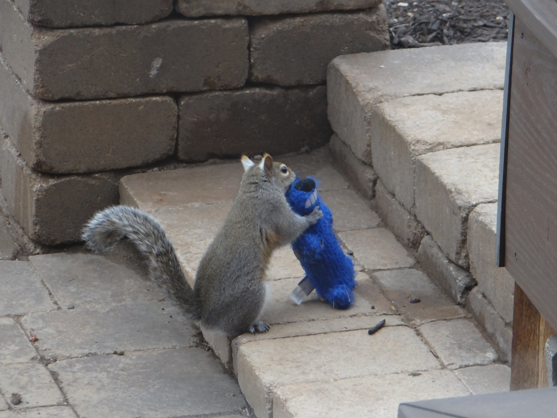 Squirrel Gets Revenge On Dog By Stealing His Favorite Chew Toy - The Dodo