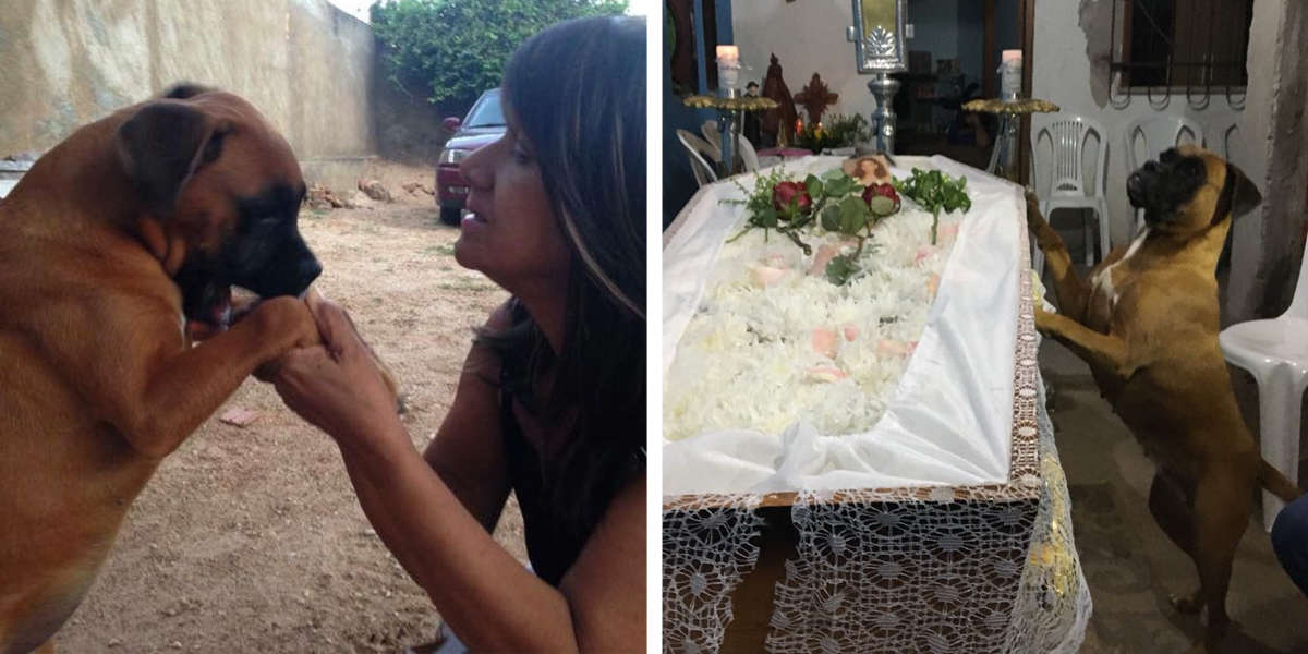 Heartbroken Dog Stays By Owner's Coffin During Funeral - The Dodo