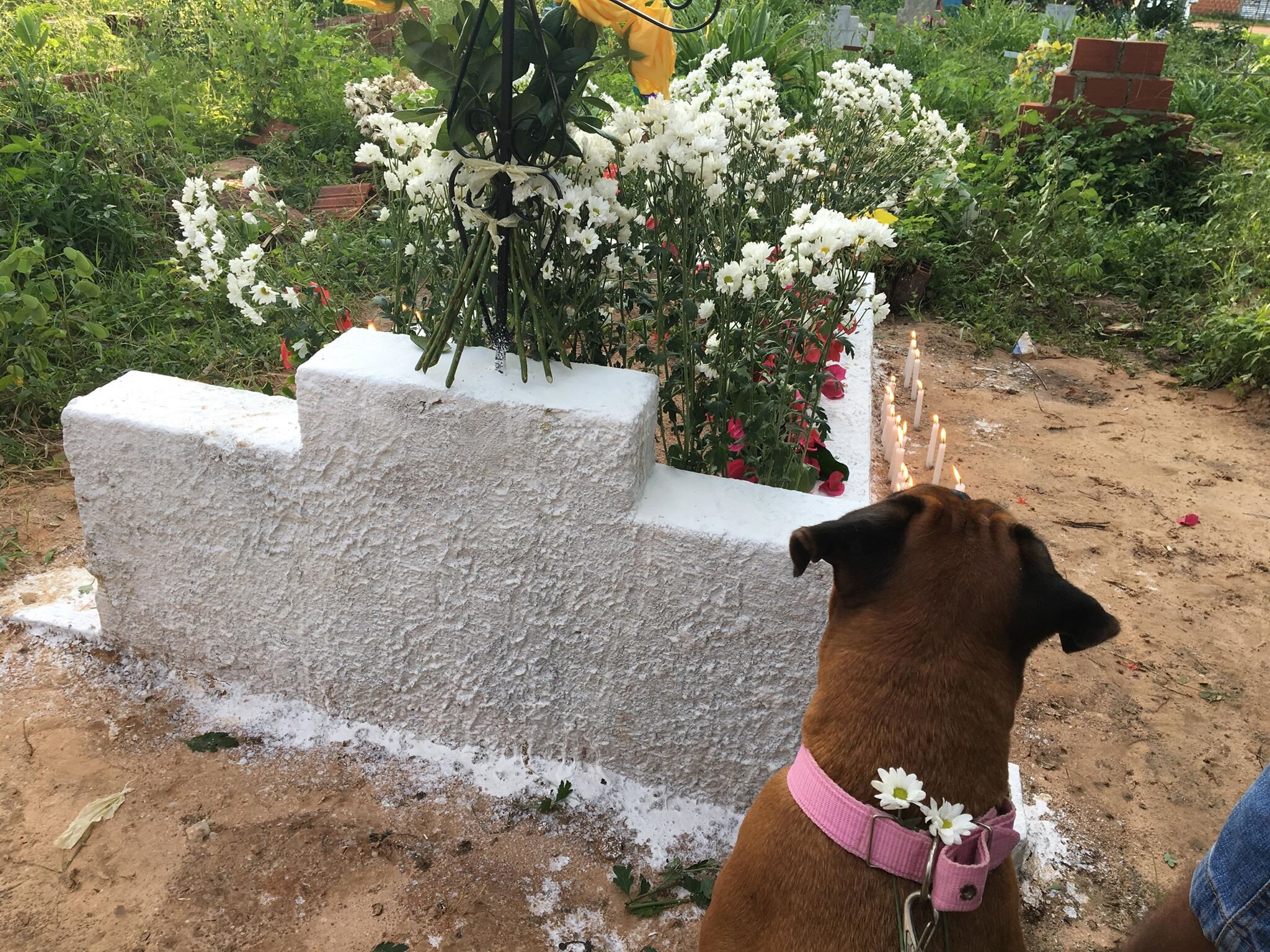 Heartbroken Dog Stays By Owner's Coffin During Funeral - The Dodo