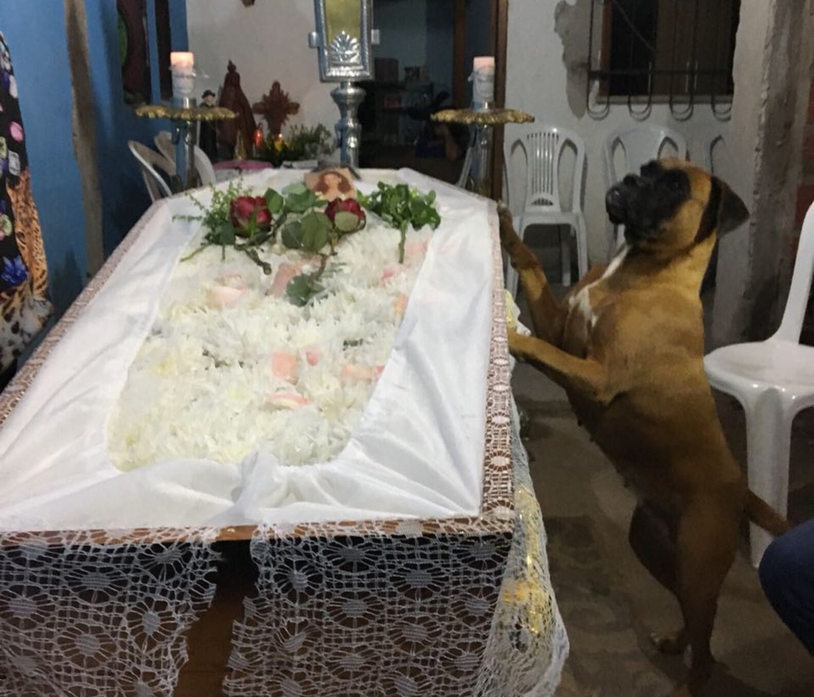 Heartbroken Dog Stays By Owner's Coffin During Funeral - The Dodo