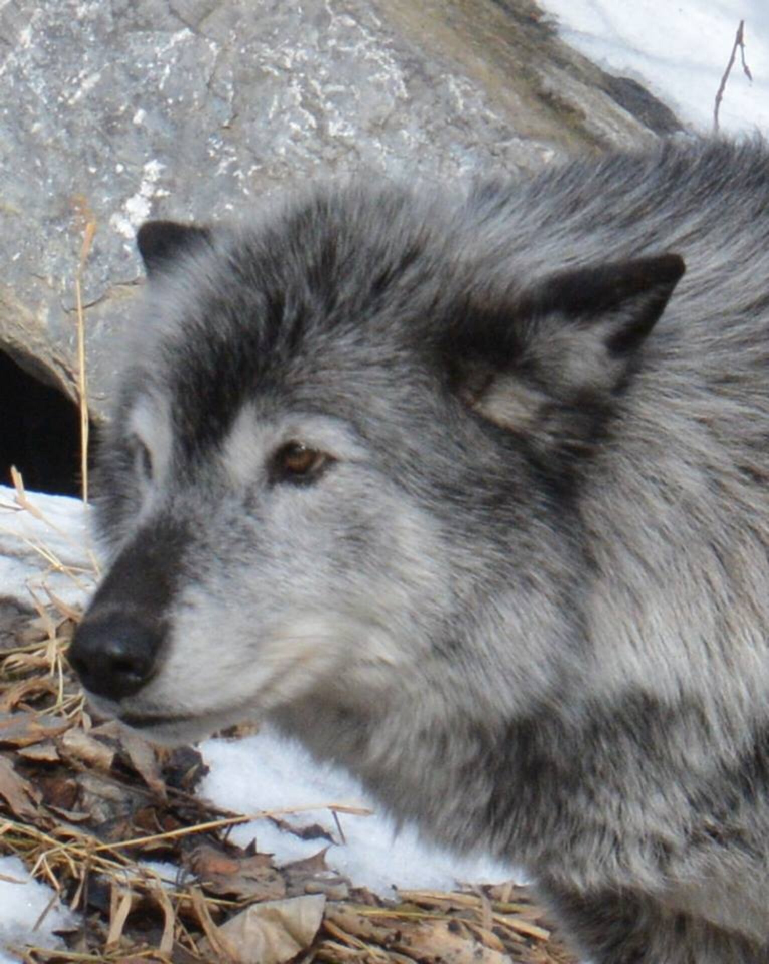 Calgary Zoo Kills Healthy Grey Wolf To Make Room For Pups - The Dodo
