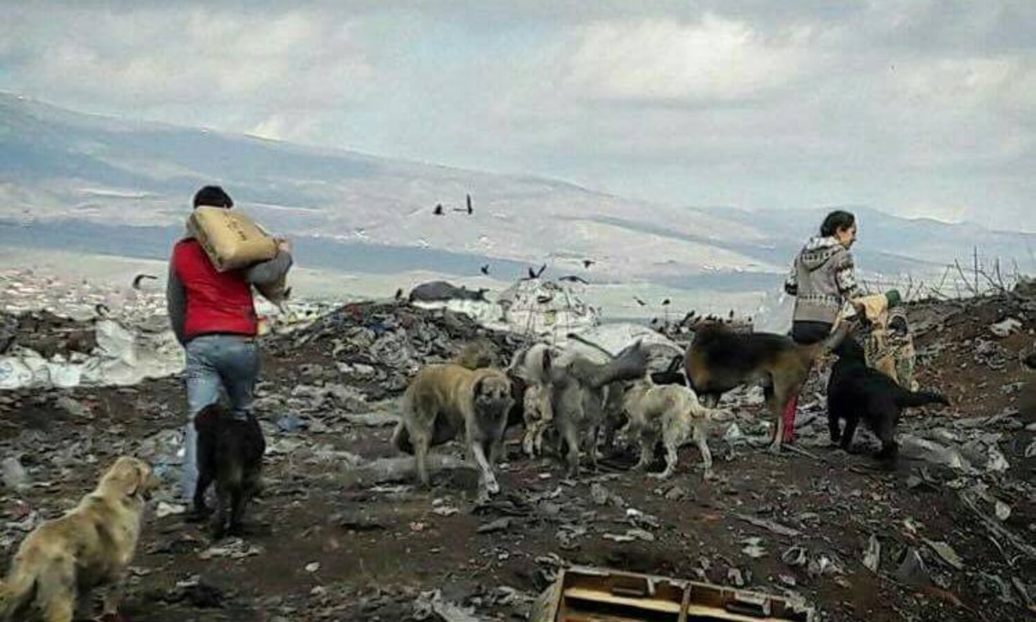 Rescuers Help 800 Stray Dogs Living In A Turkish Landfill - The Dodo