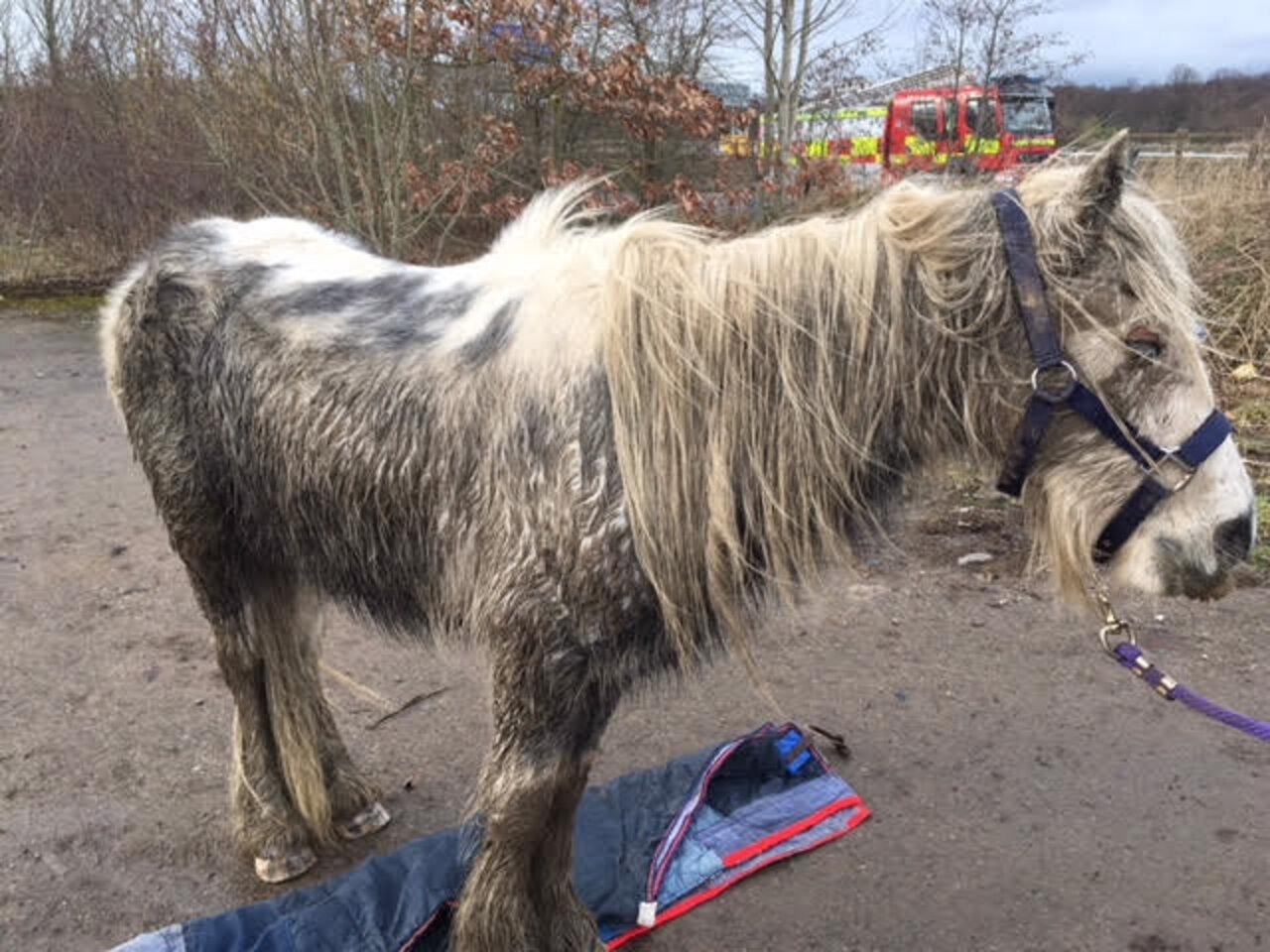 Sick Pony Abandoned On Road Was Looking For Help - The Dodo