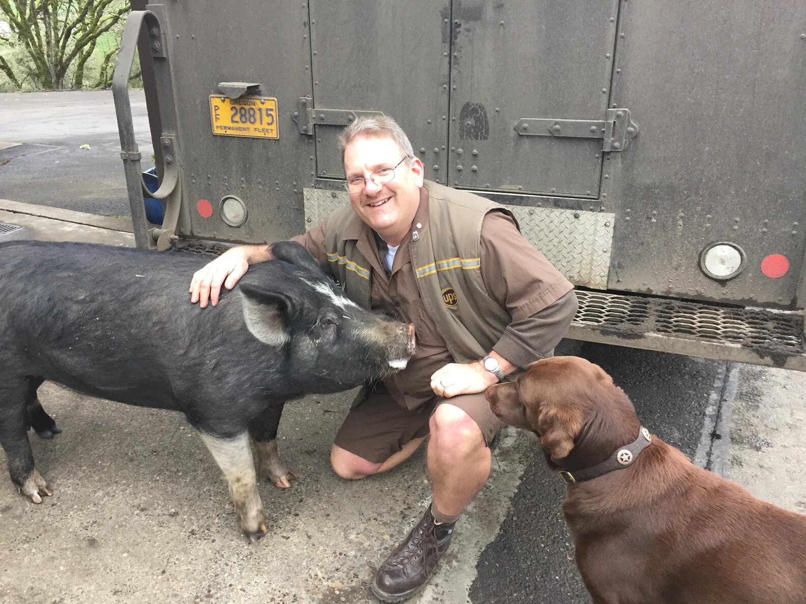 Pet Pig Loves Her Daily Visits From UPS Driver - The Dodo