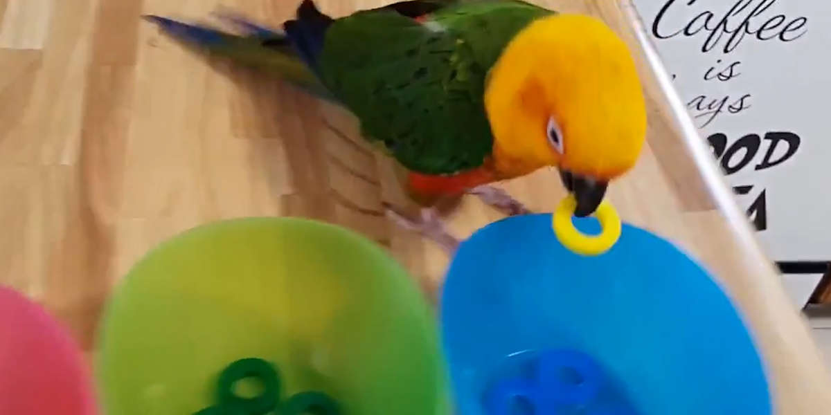 Smart Parrot Shows Off All His Tricks - Videos - The Dodo