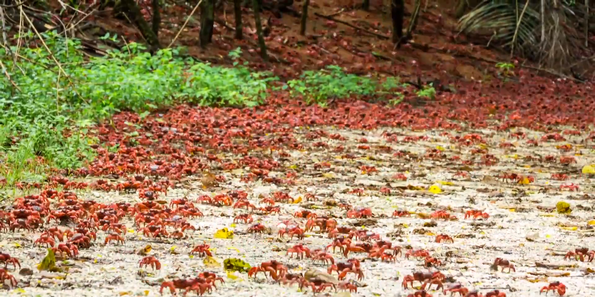 Millions Of Tiny Red Crabs Migrate To Ocean - Videos - The Dodo