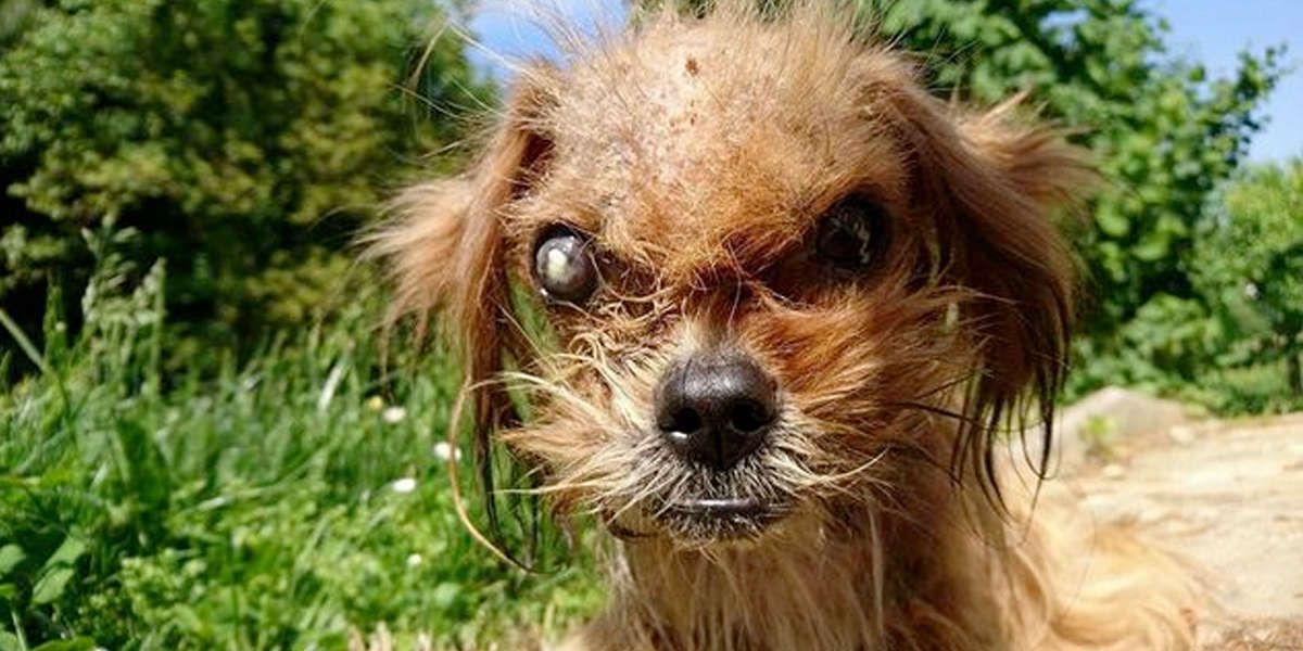 Stray Dog Makes A Stunning Transformation After Being Rescued - The Dodo