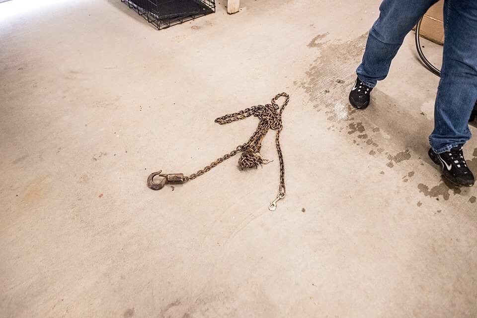 Neglected Shelter Dog Wouldn't Let Anyone Near Him For Days - The Dodo